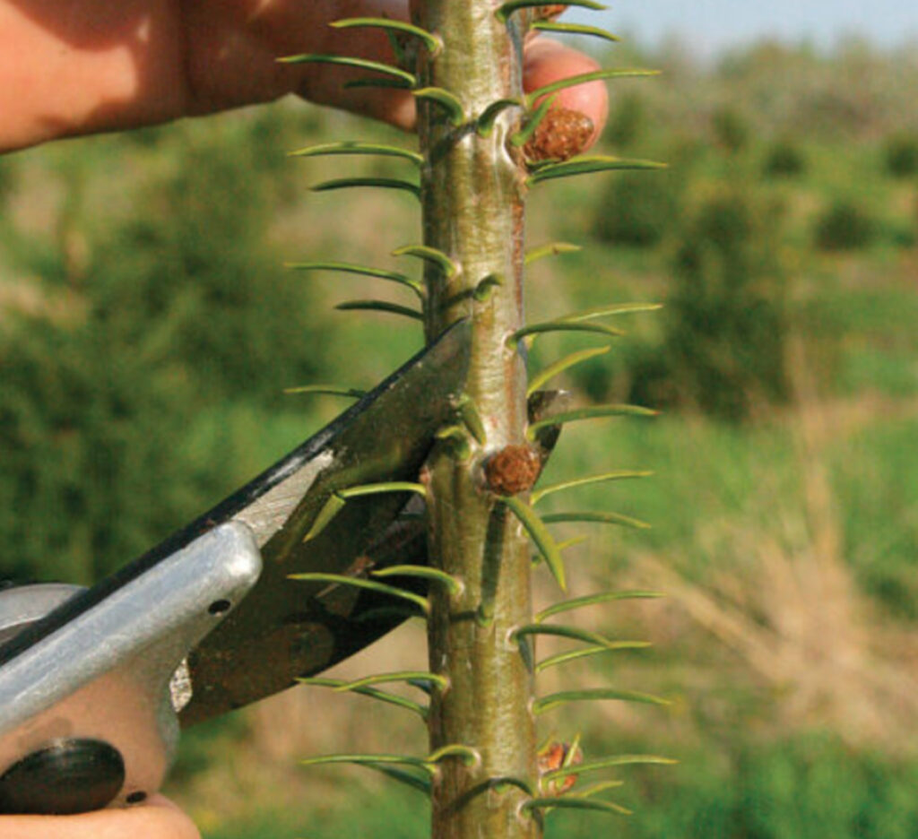Conifers in the Homescape – Skagit County Master Gardener Foundation