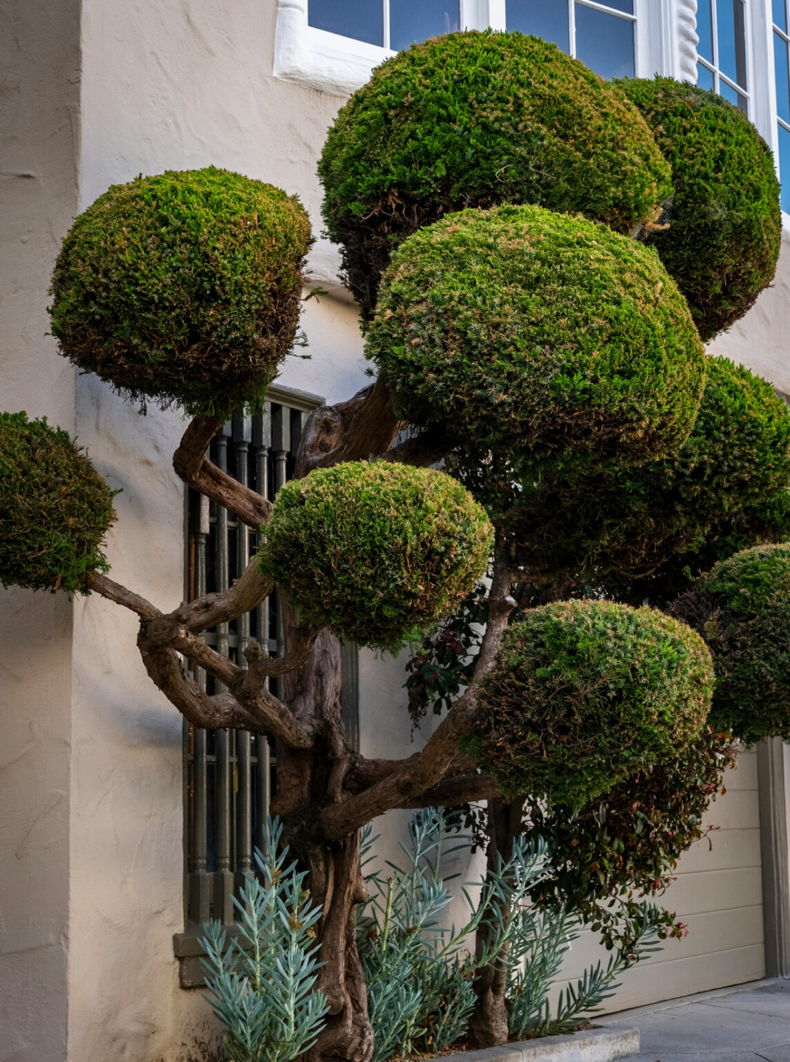 Conifers in the Homescape – Skagit County Master Gardener Foundation