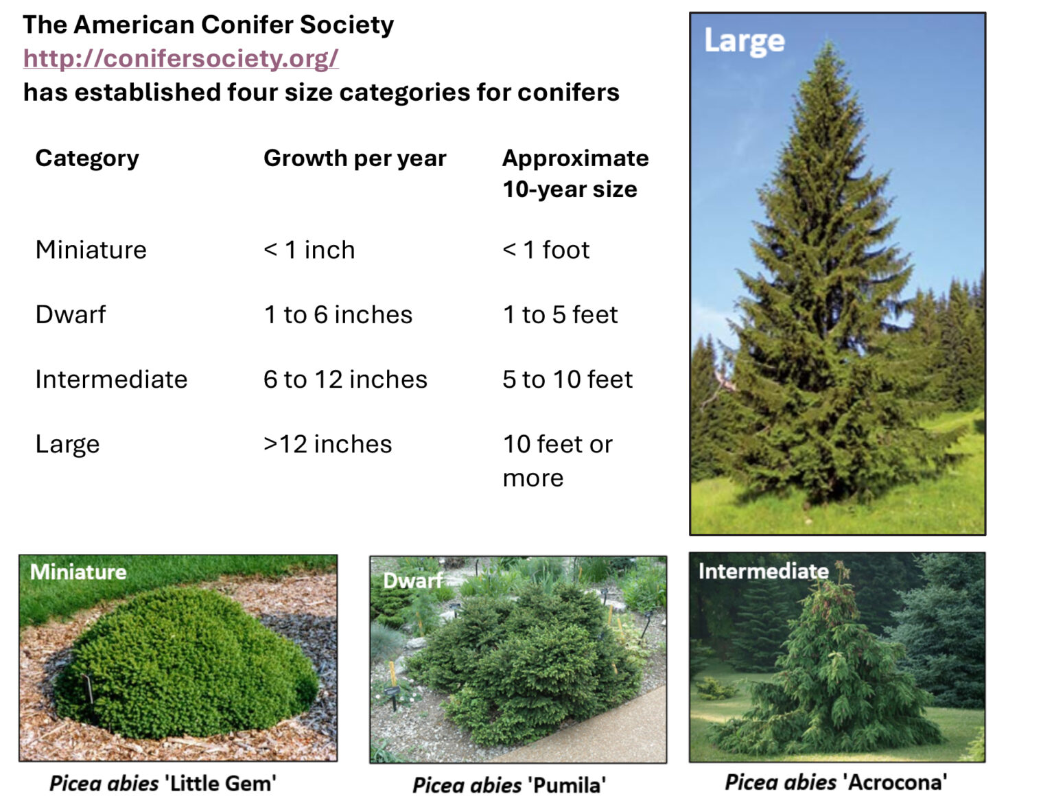 Conifers in the Homescape – Skagit County Master Gardener Foundation